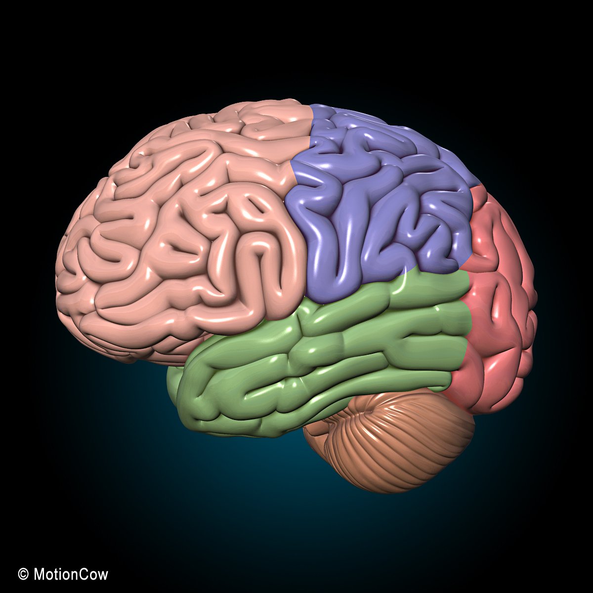 Human Brain Ultimate MotionCow Human Brain Ultimate MotionCow