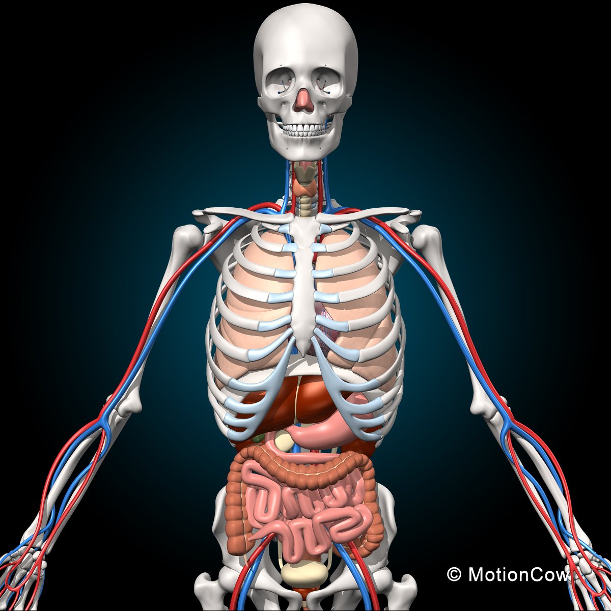 Hd Human Skeleton Diagram