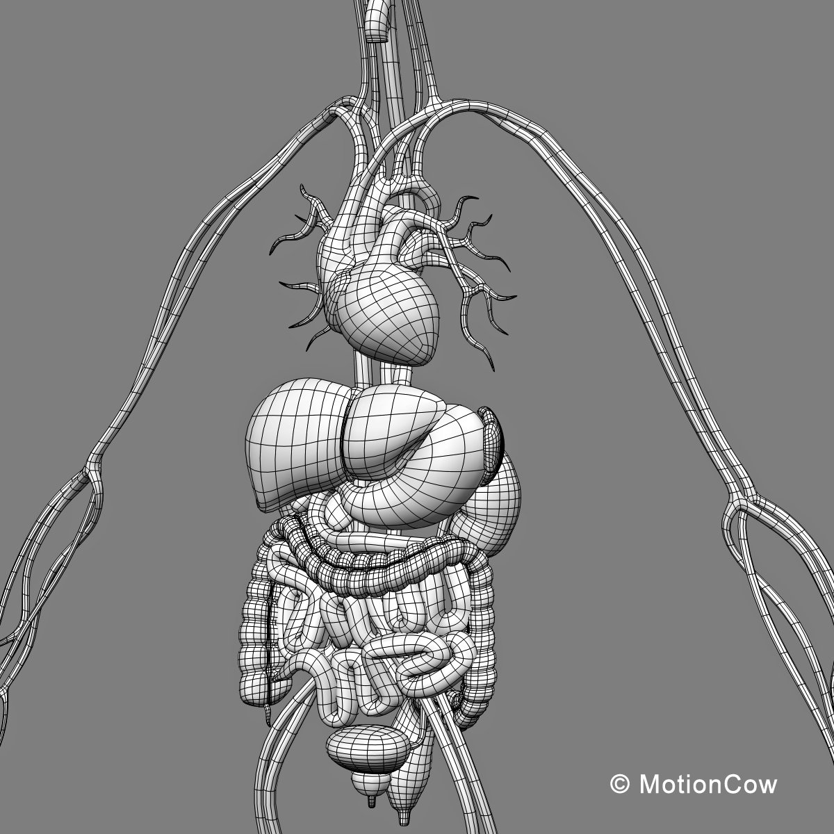 Skeleton Anatomy MotionCow Skeleton Anatomy MotionCow
