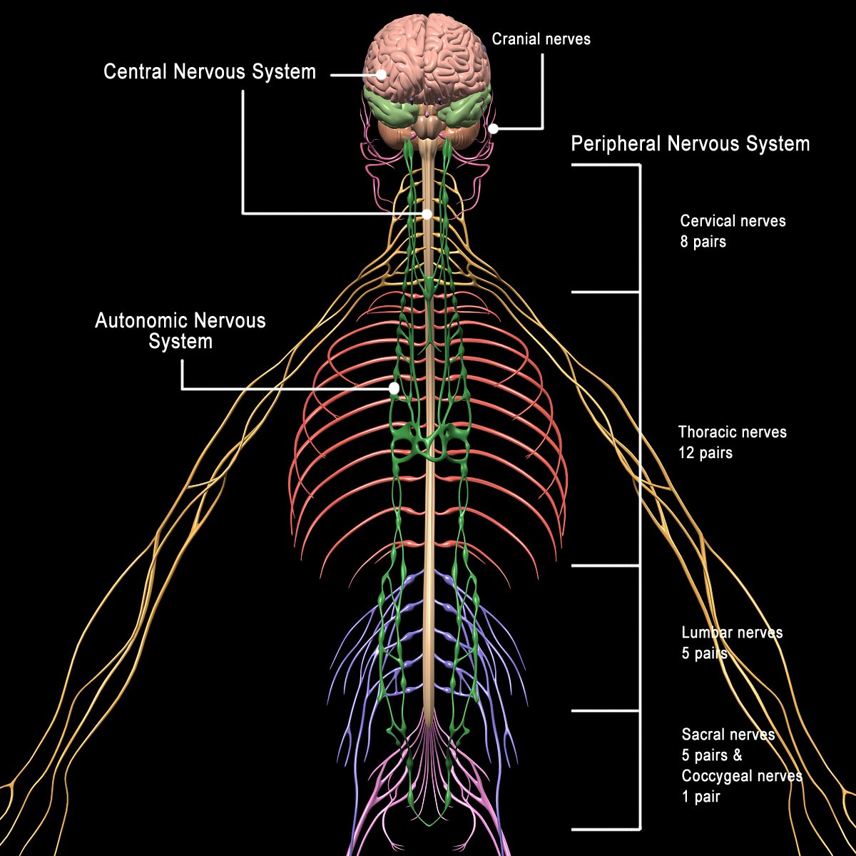 Skeleton Anatomy Nervous System MotionCow