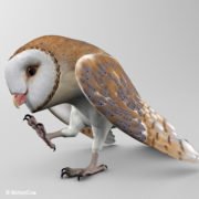 Barn Owl (Folded Wings) – MotionCow