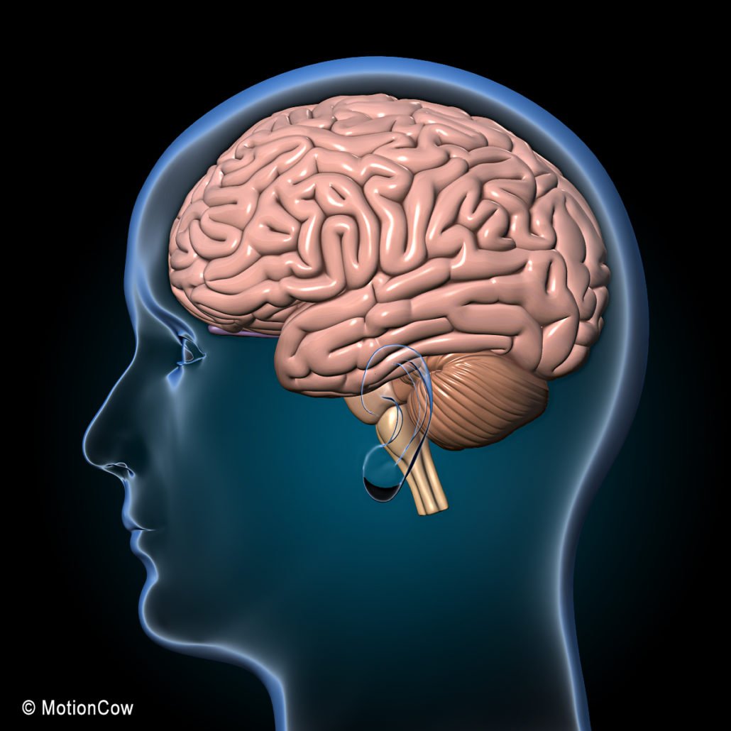 Human Brain Ultimate MotionCow Human Brain Ultimate MotionCow