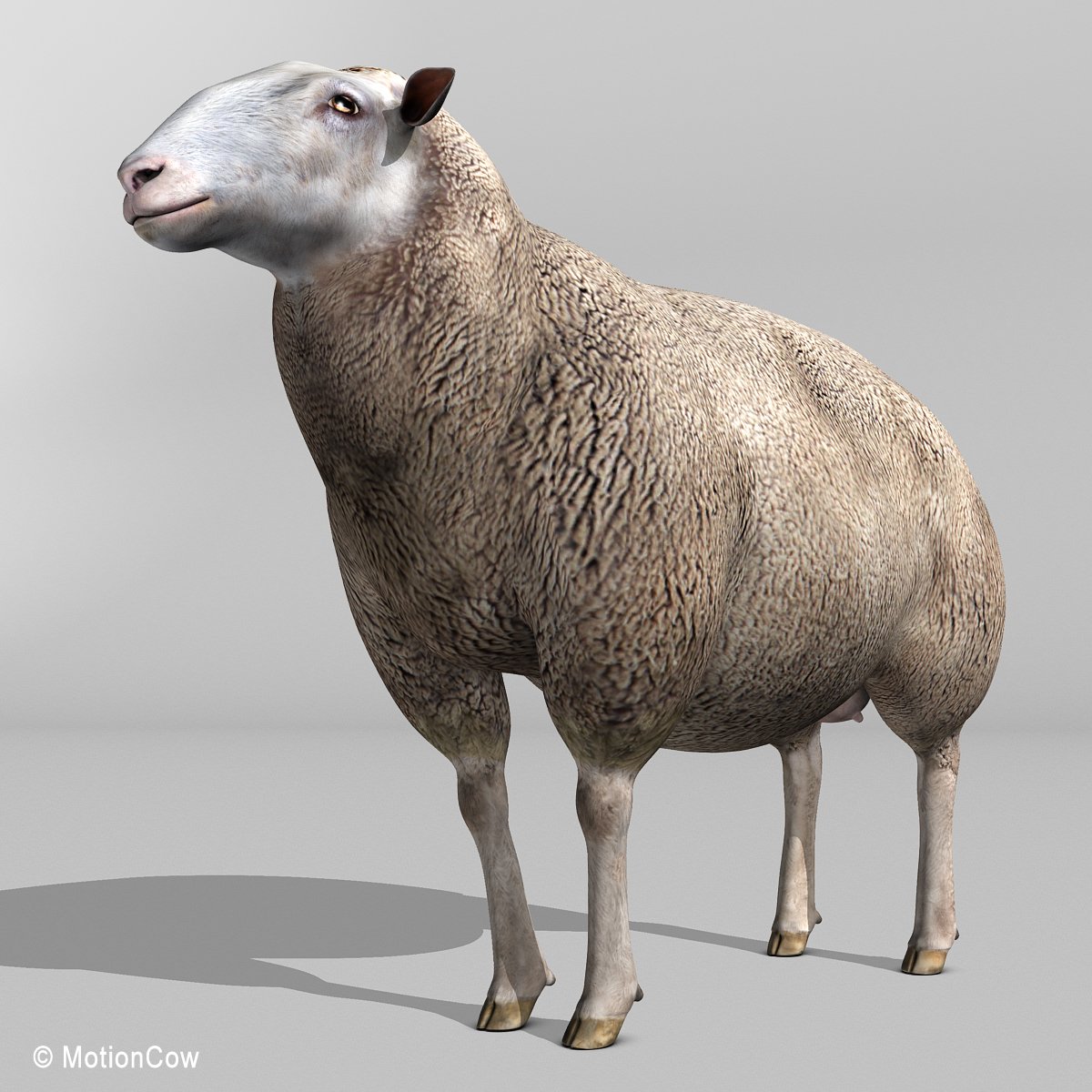Sheep – MotionCow