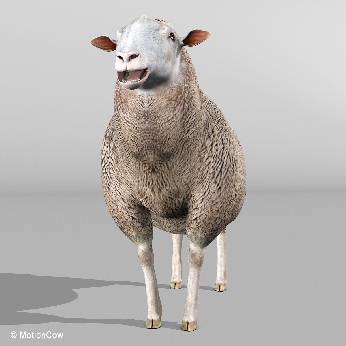 Sheep – MotionCow