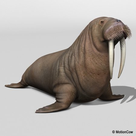 Walrus – MotionCow