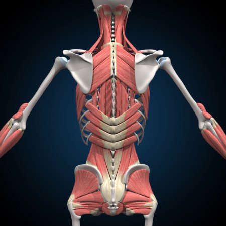 Female Muscular Skeletal (Advanced Rig) – MotionCow