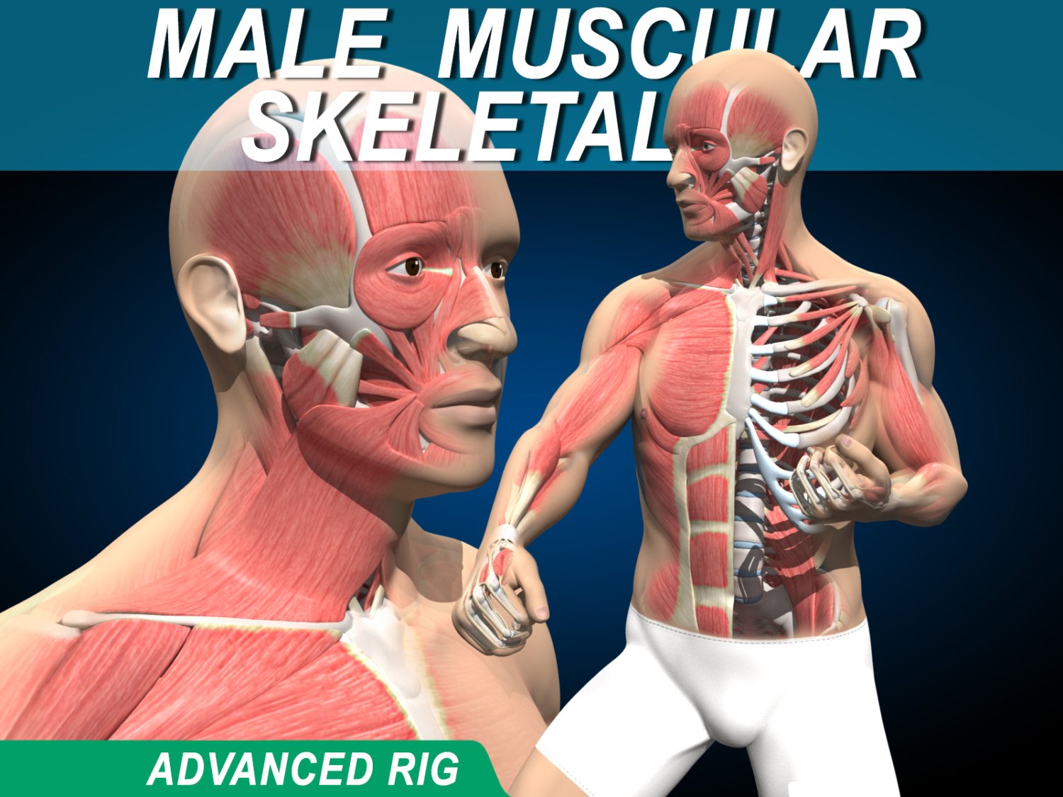 Male Muscular Skeletal V2 (Advanced Rig) – MotionCow